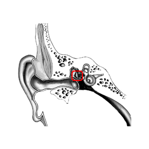 Ear Diagram – Concha Audiology